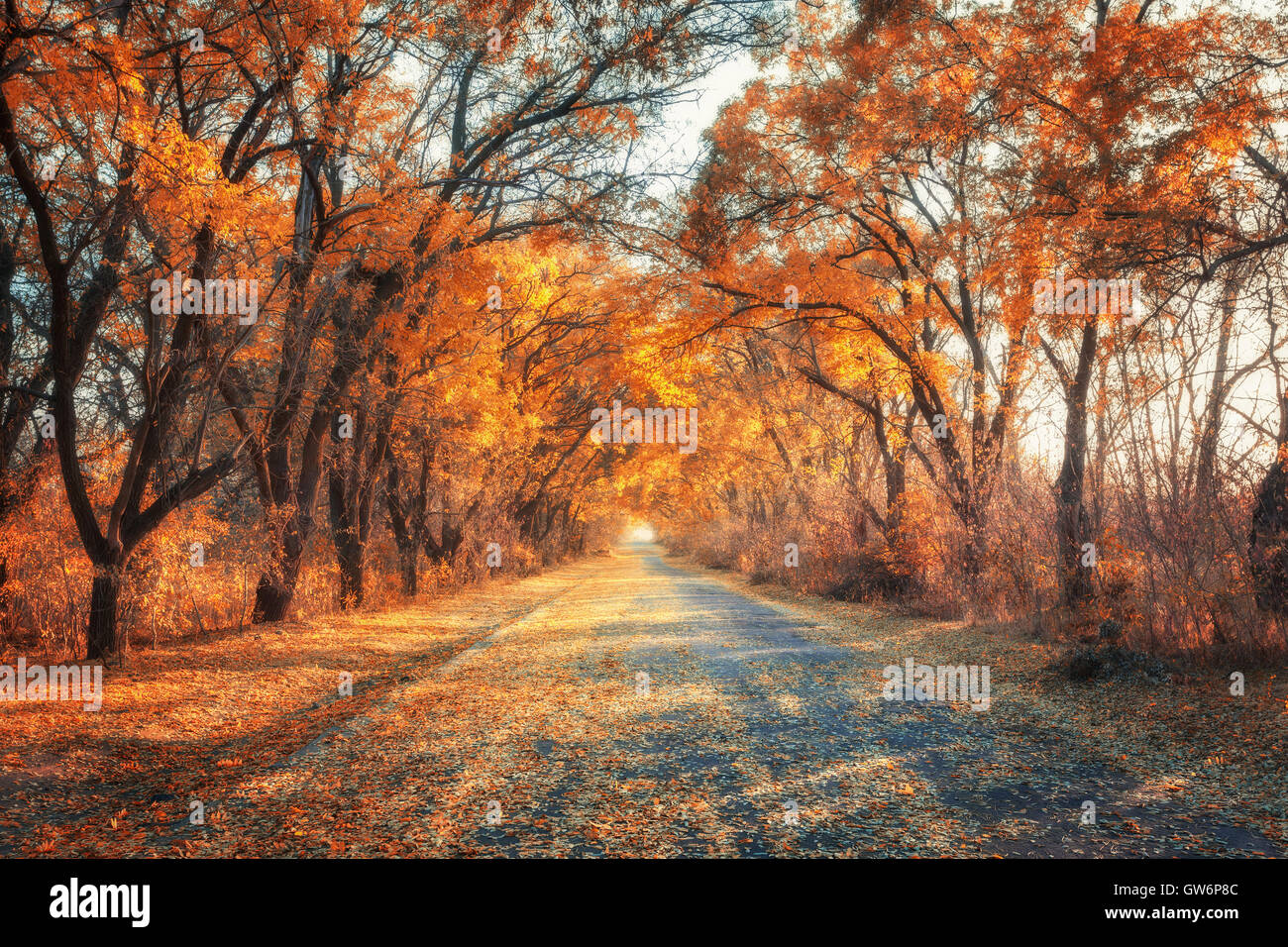 Autumn forest. Forest with country road at sunset. Colorful landscape ...