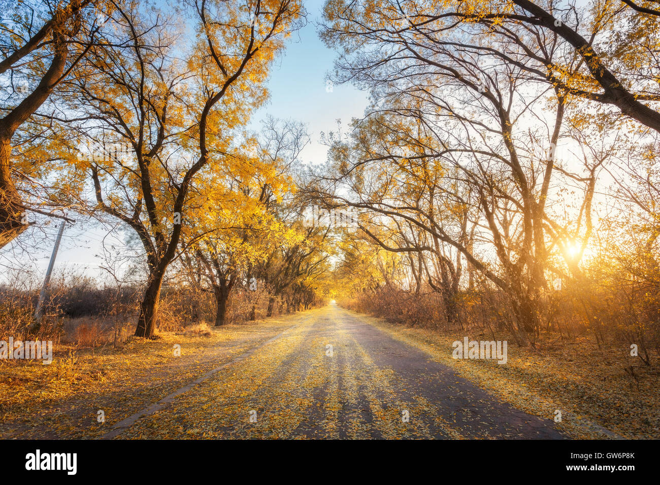Autumn forest. Forest with country road at sunset. Colorful landscape ...