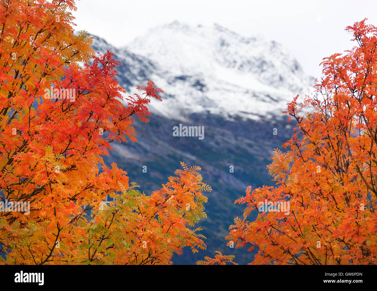 The view of colorful trees in September with a mountain behind (Skagway ...