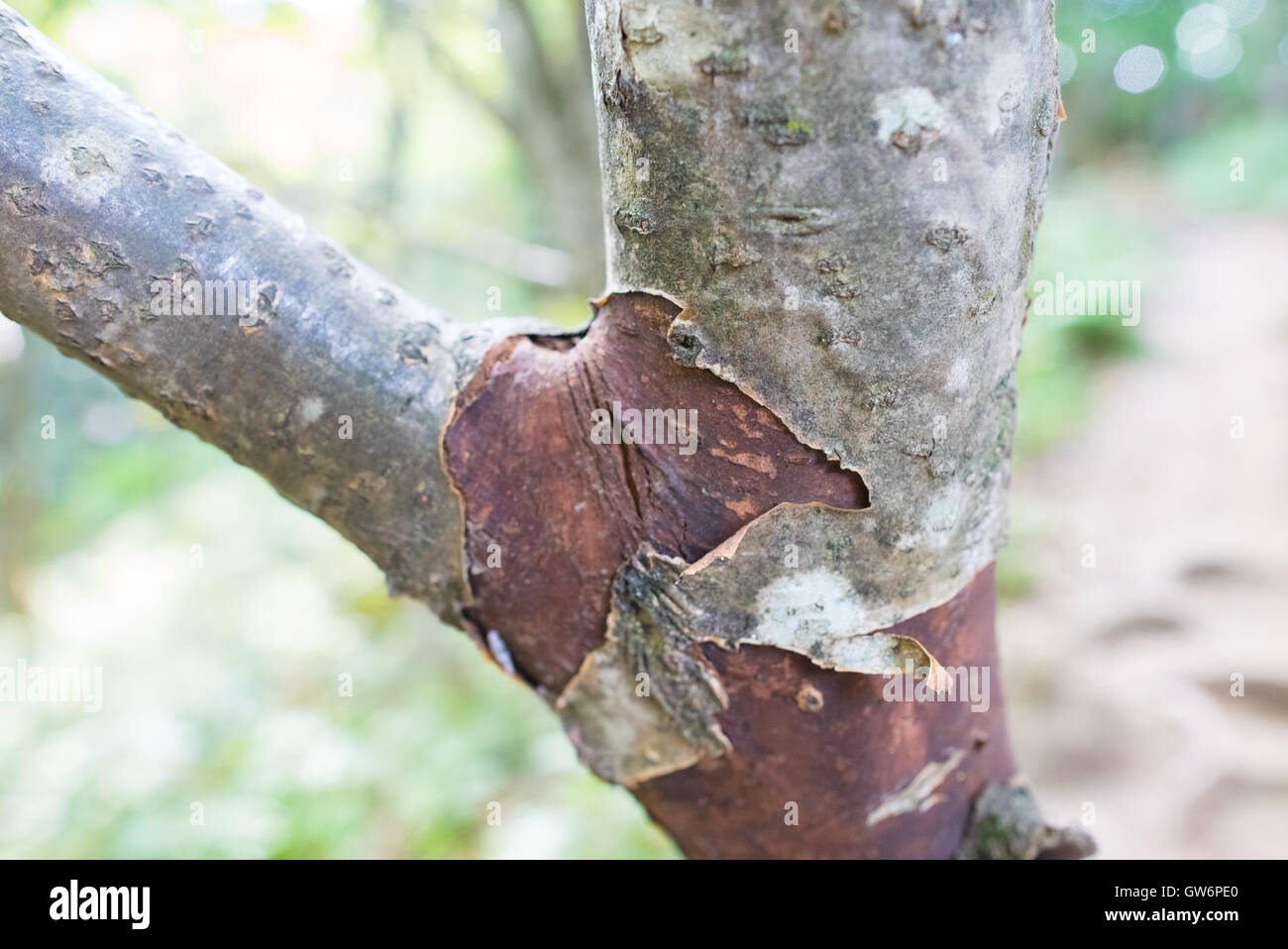 Tracery detail hi-res stock photography and images - Alamy
