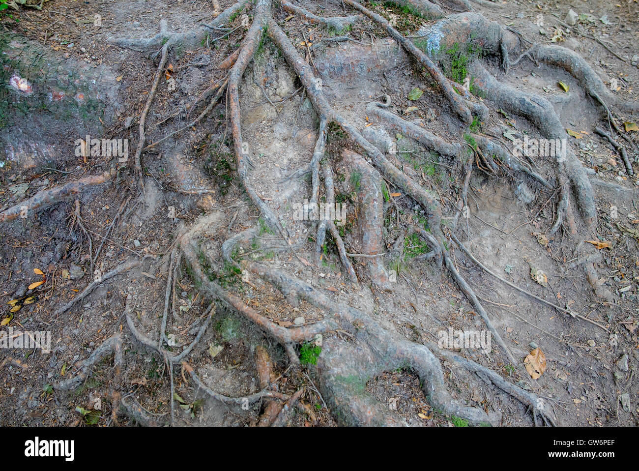 Plant roots texture hi-res stock photography and images - Alamy
