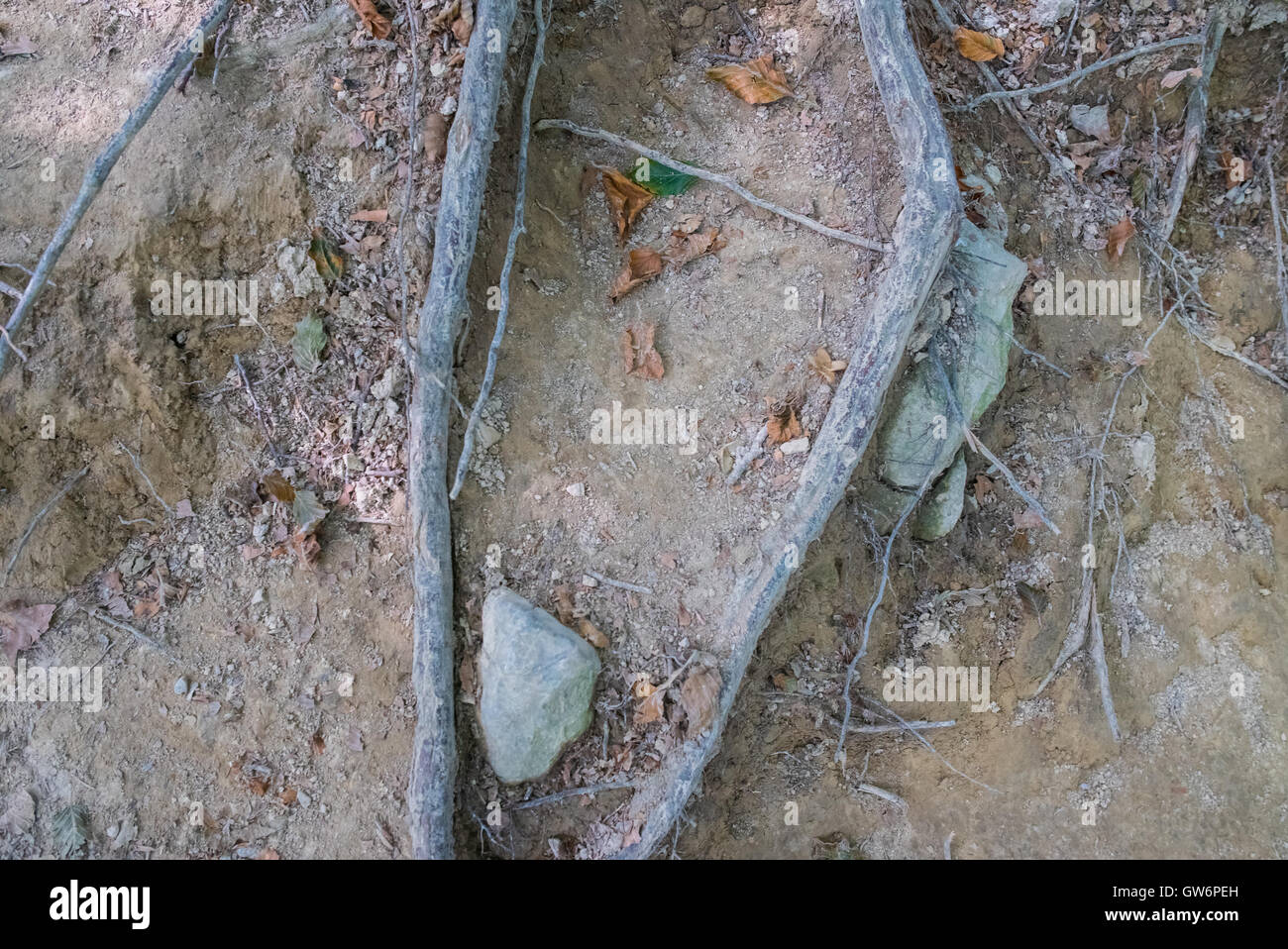 Roots of an old tree Stock Photo - Alamy