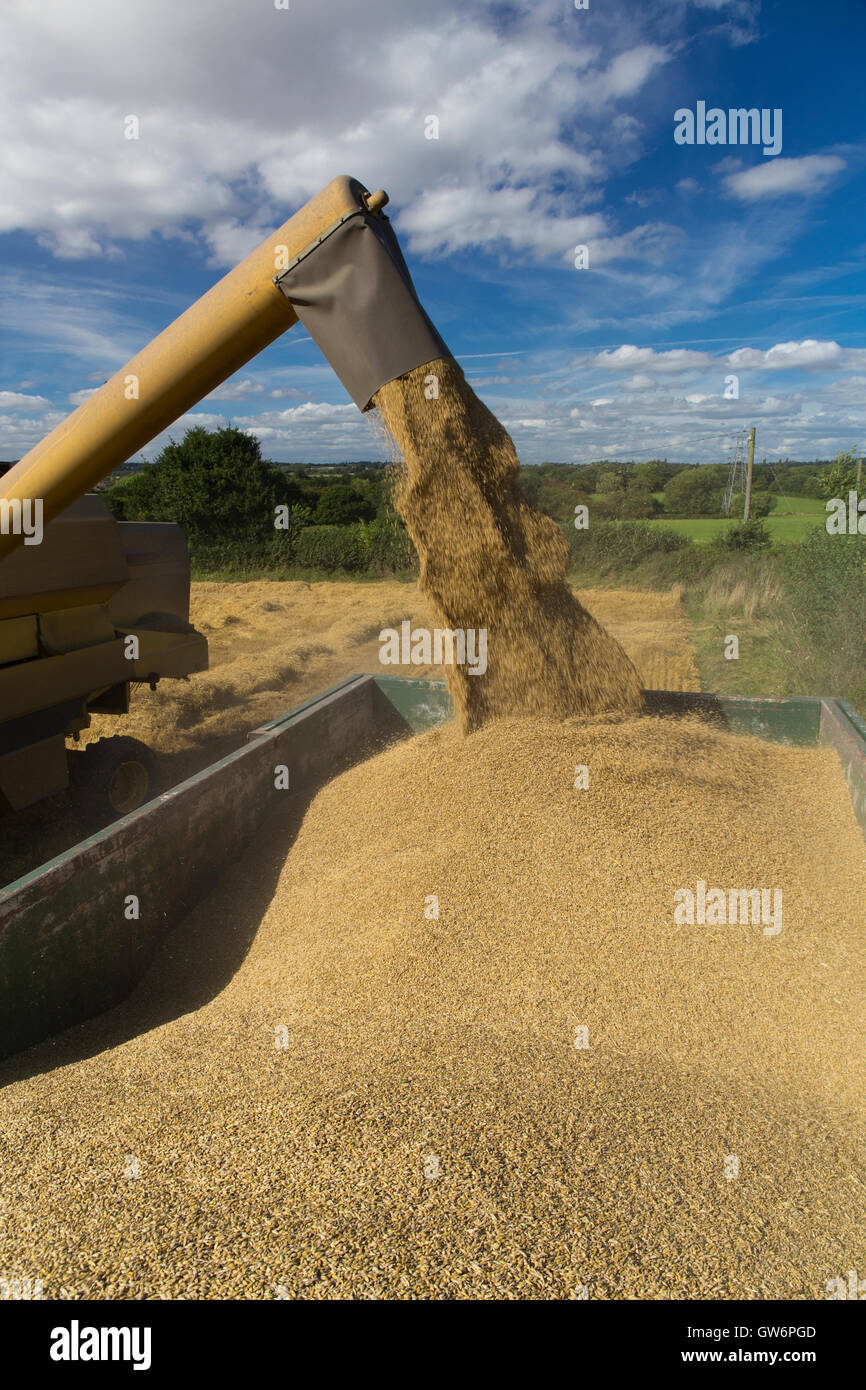 Combine discharging grain hi-res stock photography and images - Alamy