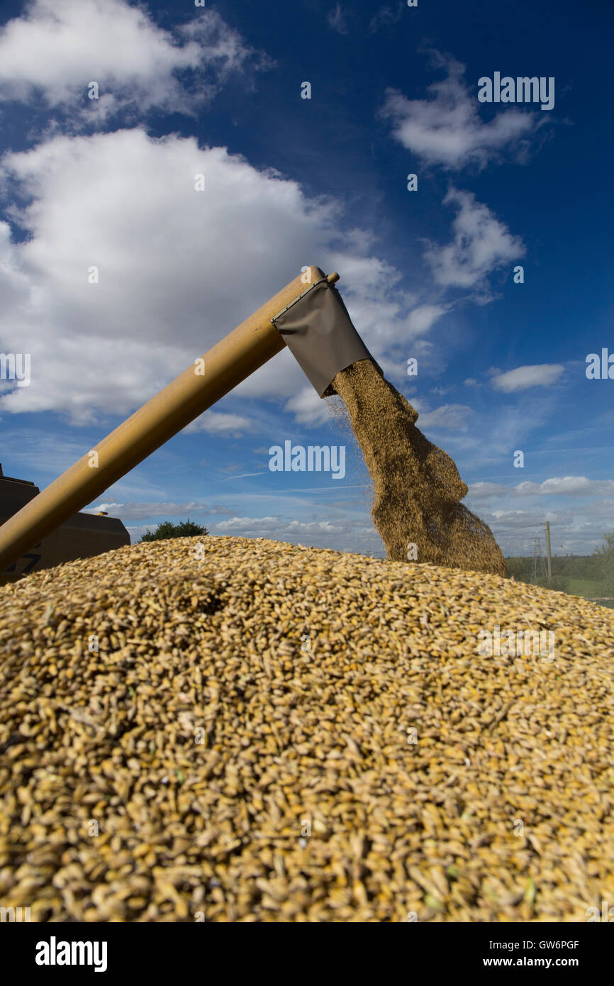Combine Harvester Discharging Grain into a Trailer UK Stock Photo - Alamy