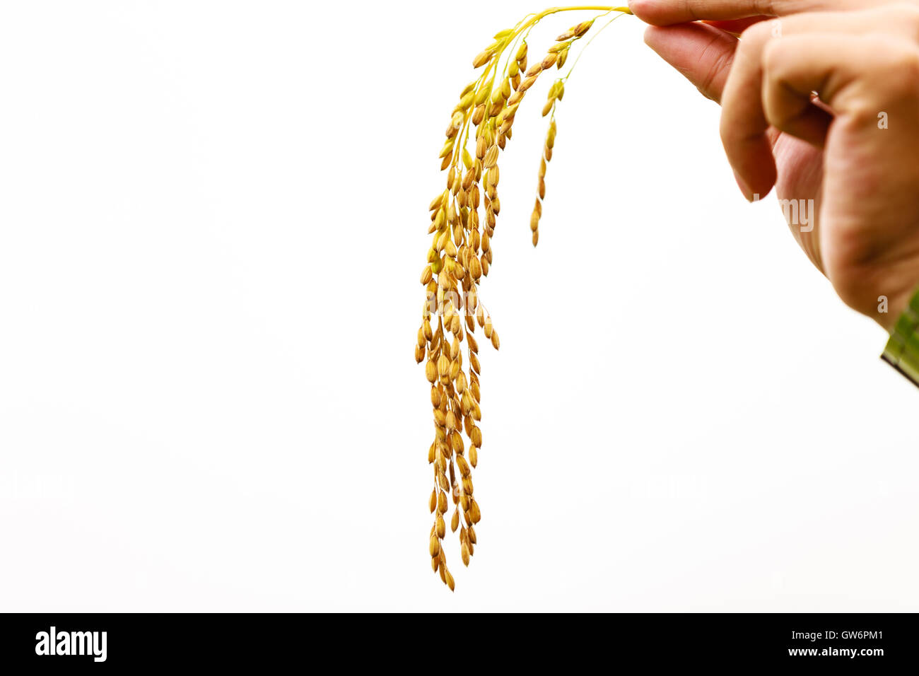 rice fields on hand at Sapa, Vietnam Stock Photo - Alamy