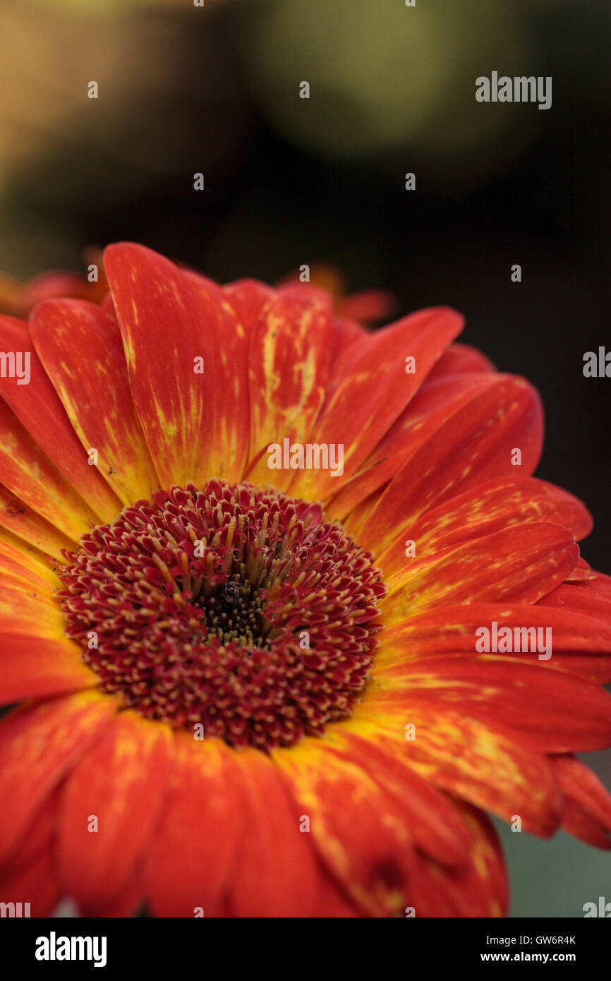 Aqua flower hi-res stock photography and images - Alamy