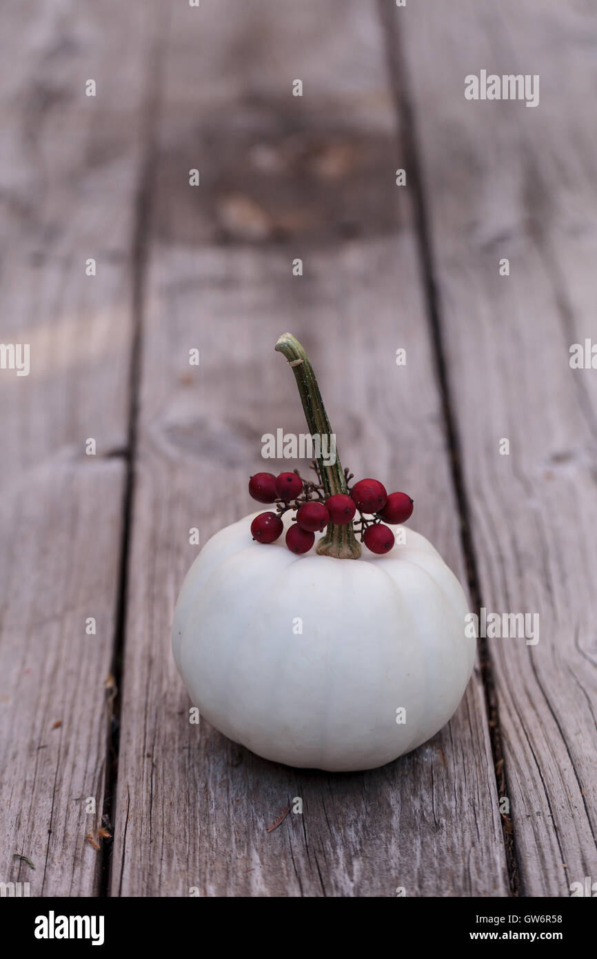 White Casper pumpkin with red berries on a rustic wood picnic table in ...