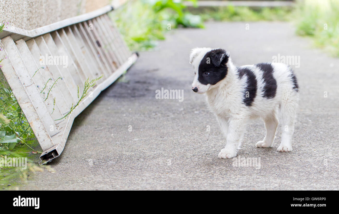 Border Collie puppy on a farm, one blue eye Stock Photo - Alamy
