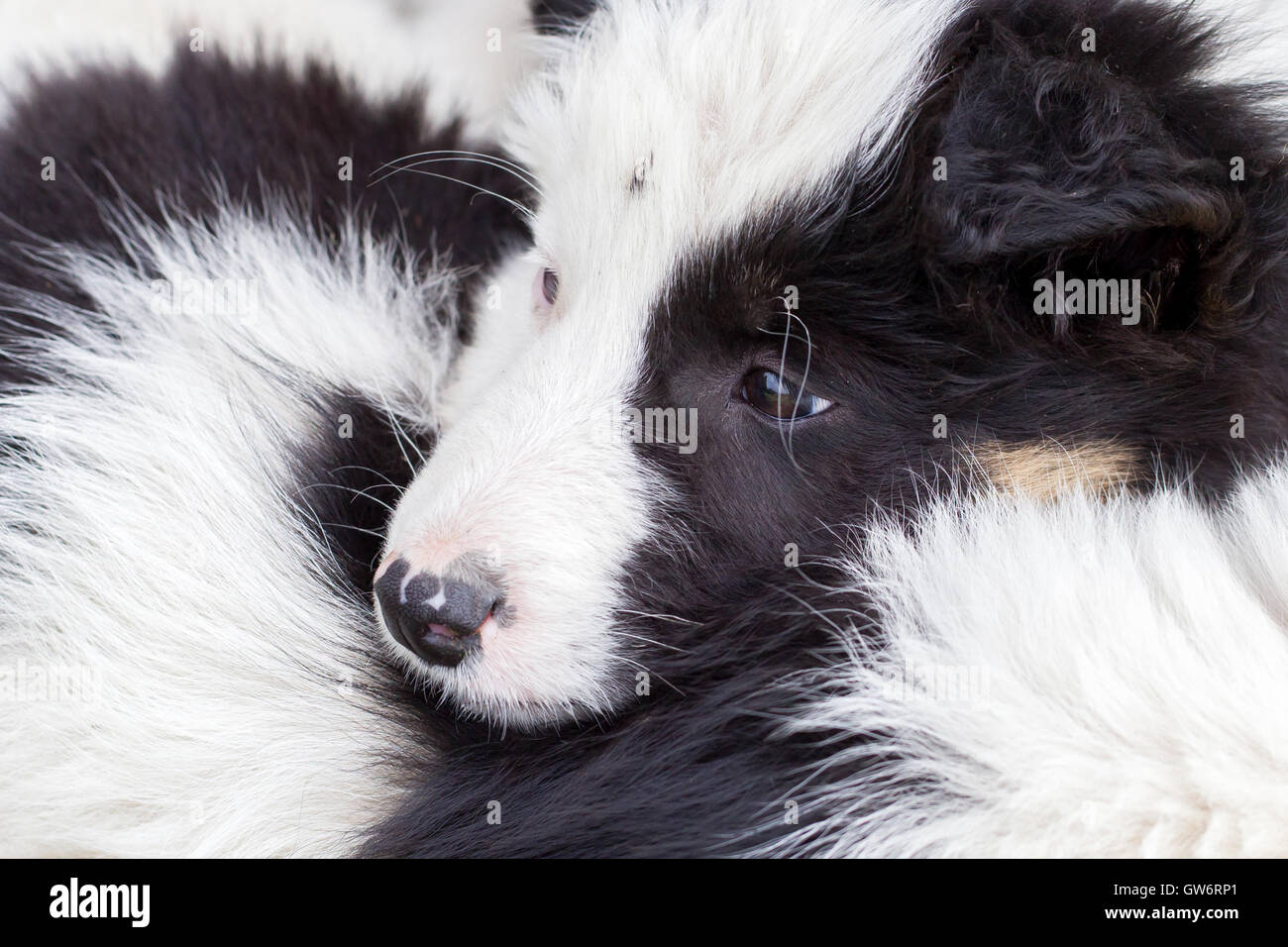 Two Border Collie puppies sleeping on a farm Stock Photo - Alamy