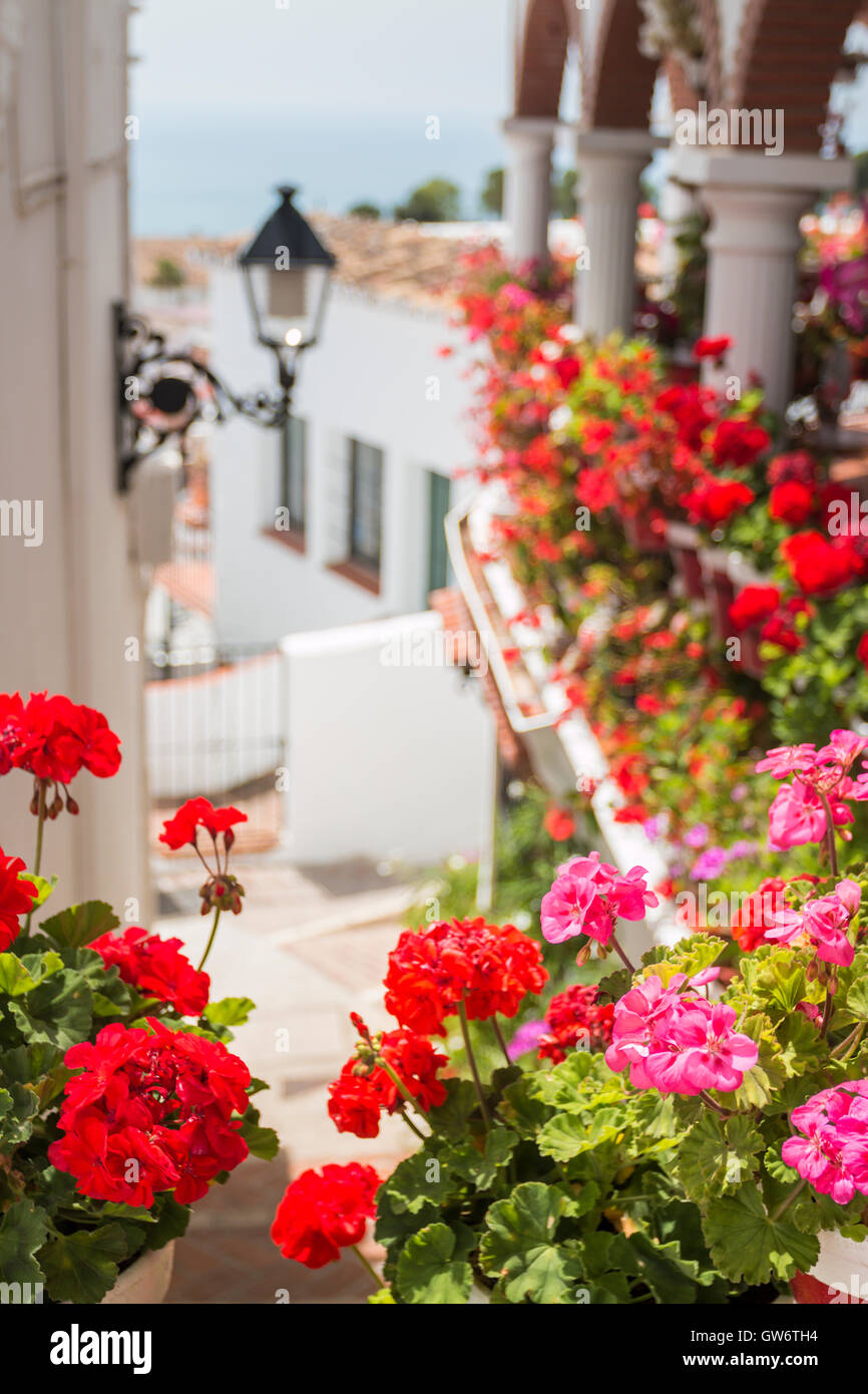 Red flowers in a typical street of Mijas. In Malaga, Andalusia Stock ...
