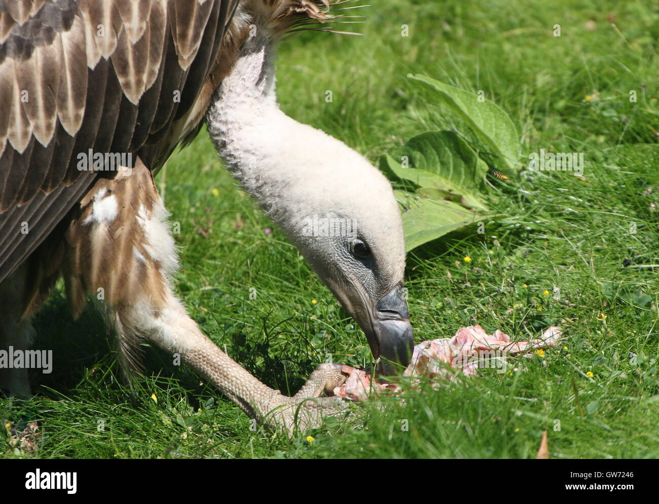 Vultures tearing meat hi-res stock photography and images - Alamy