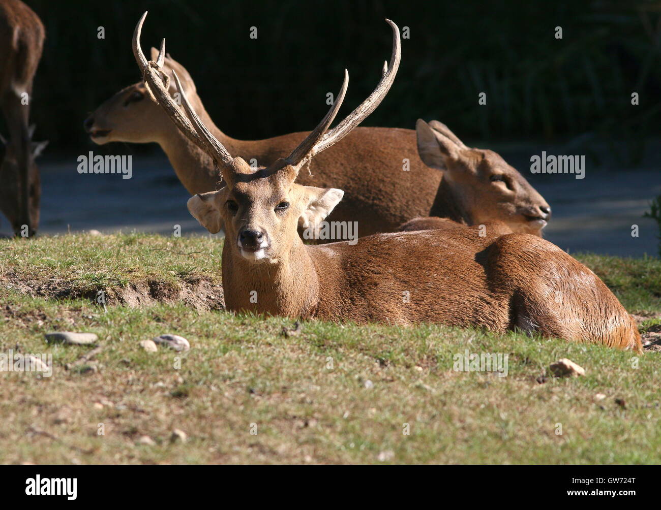 Male Indian hog deer (Axis Porcinus, Hyelaphus porcinus), native from ...