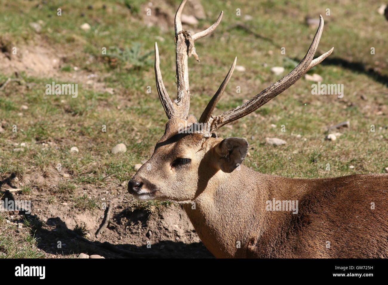 Hog deer buck hi-res stock photography and images - Alamy