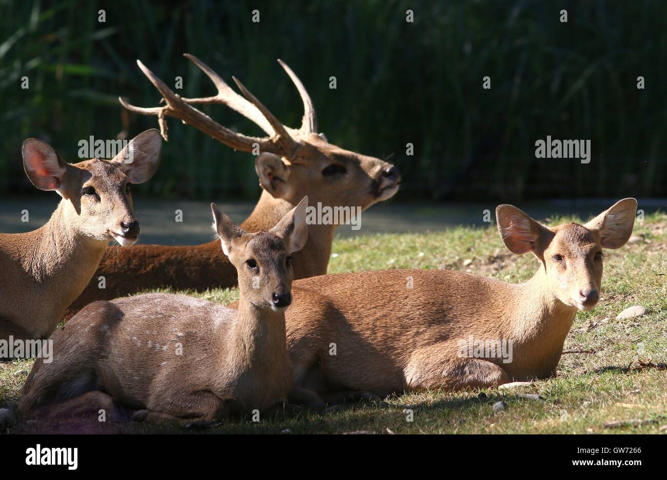 Group of Indian hog deer (Axis Porcinus, Hyelaphus porcinus), native ...
