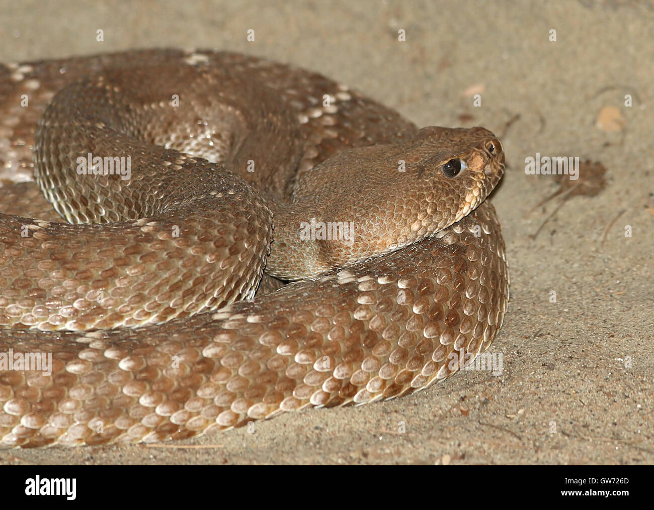 Ground rattlesnake hi-res stock photography and images - Alamy