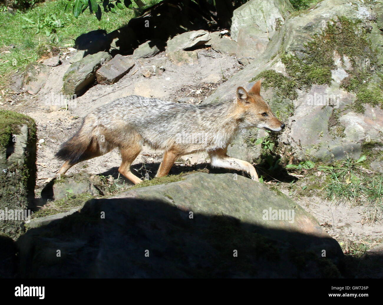 Common or Golden Jackal (Canis aureus Stock Photo - Alamy
