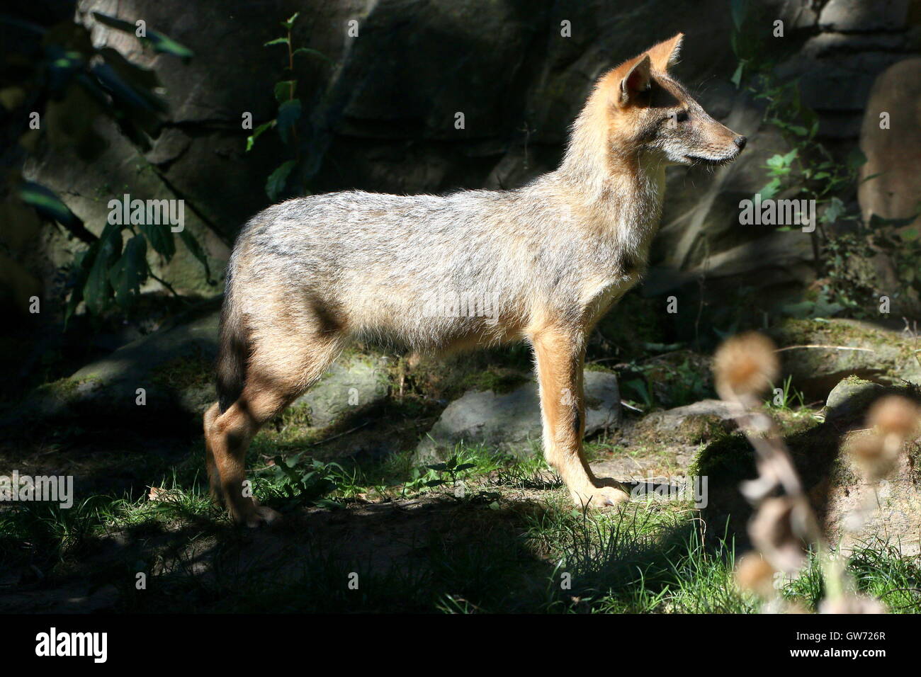 Common or Golden Jackal (Canis aureus) seen in profile Stock Photo - Alamy