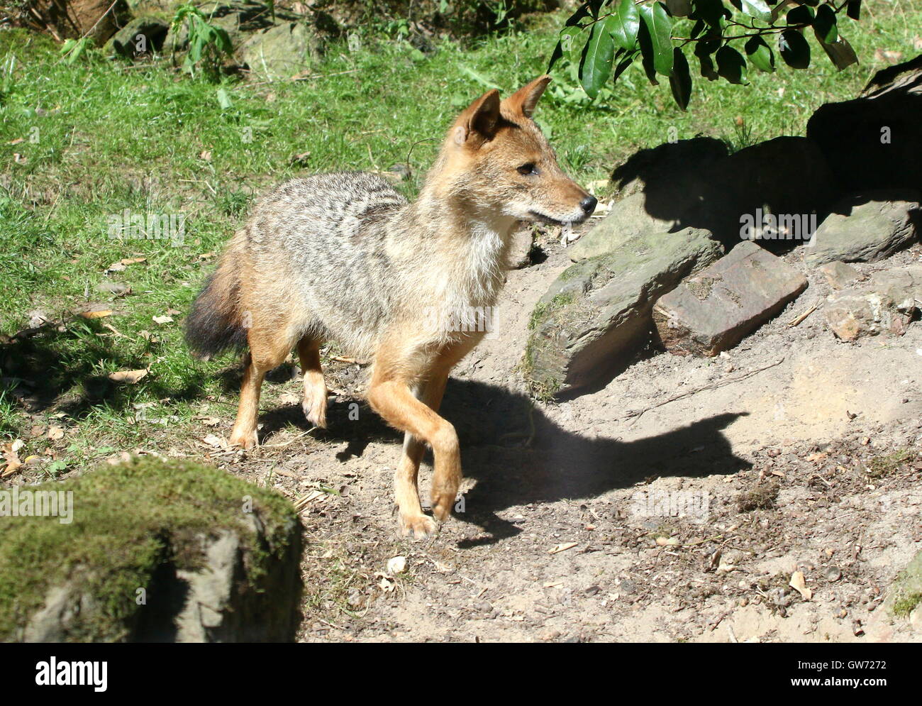 Golden Jackal Europe High Resolution Stock Photography and Images - Alamy