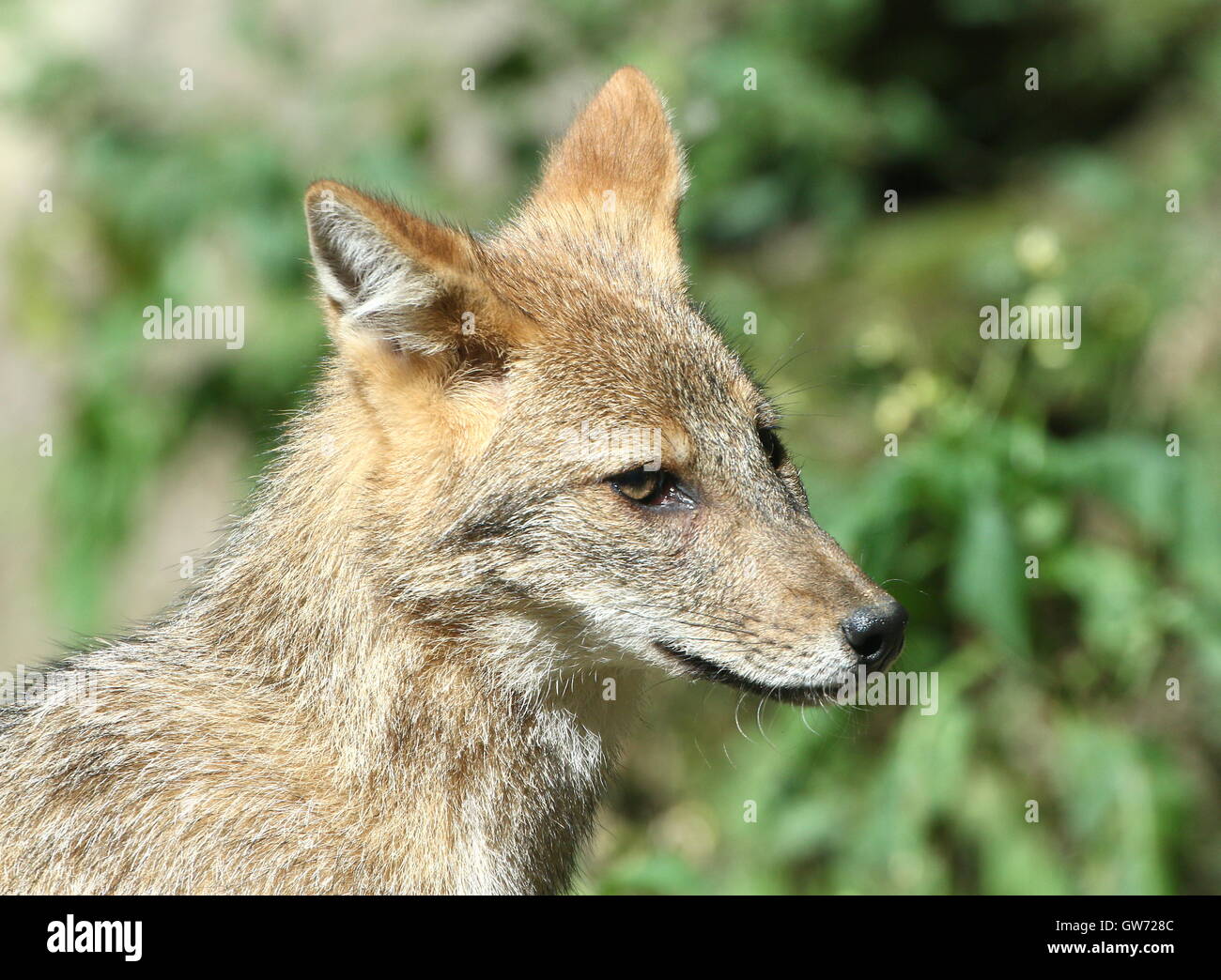 Eurasian Common or Golden jackal (Canis aureus) close-up of the head ...