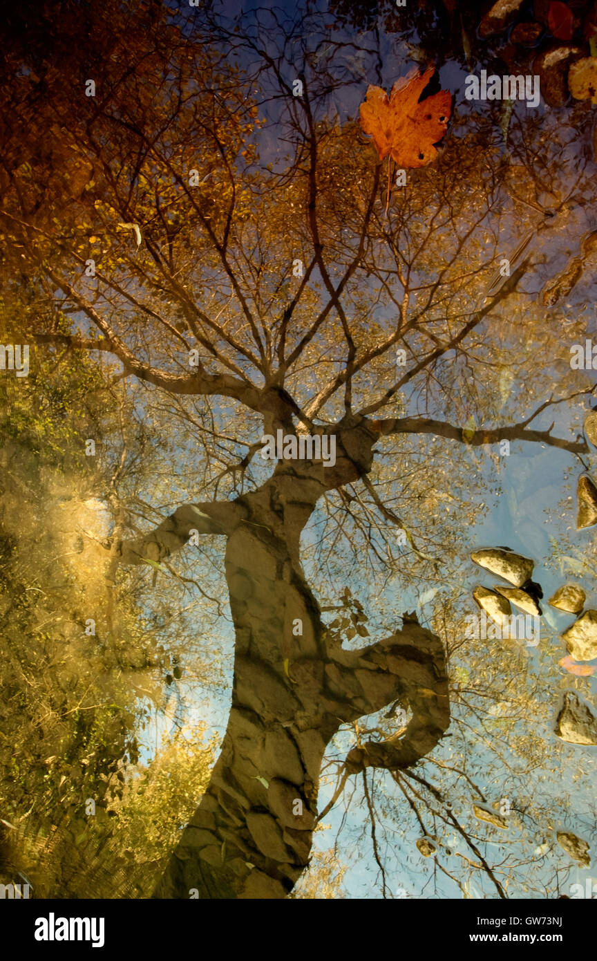 tree reflecting in water autumn nature detail Stock Photo - Alamy