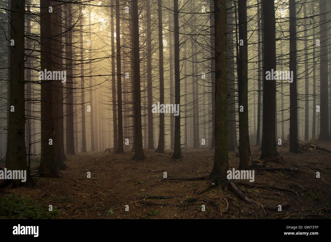 Misty pine tree hi-res stock photography and images - Alamy