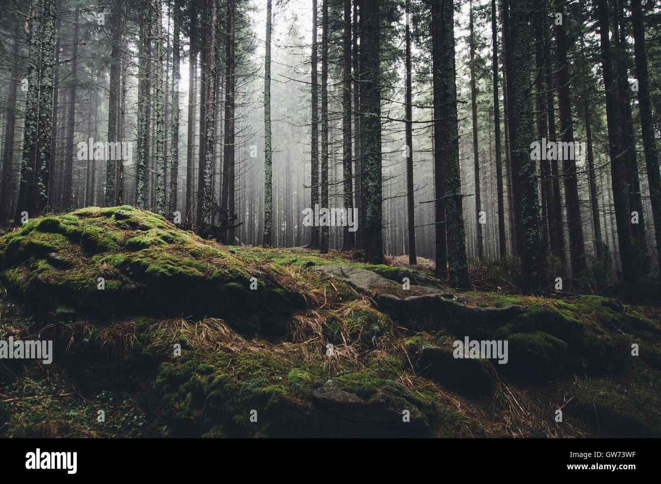 pine trees and moss in misty forest Stock Photo - Alamy