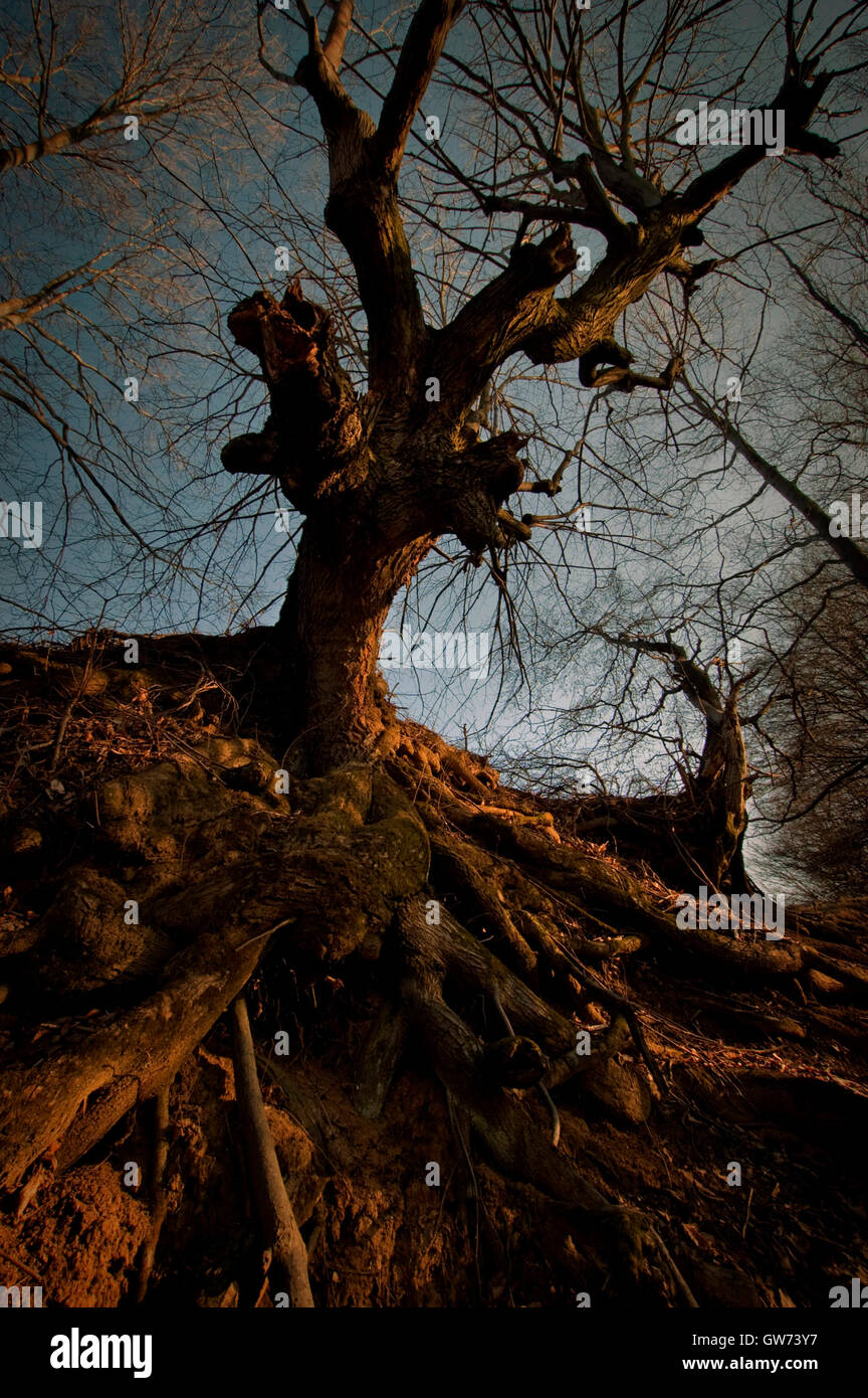 Old_tree hi-res stock photography and images - Alamy