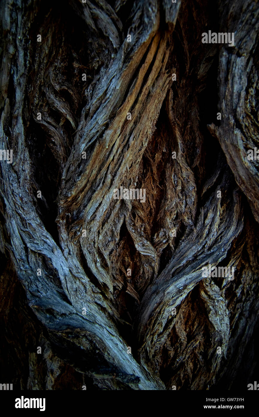 Tree bark hi-res stock photography and images - Alamy