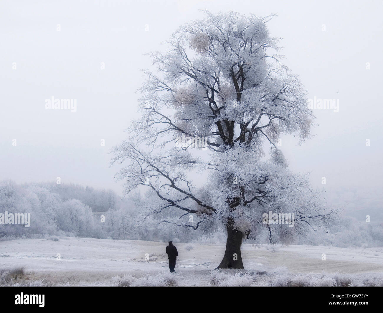man and old tree in winter landscape Stock Photo - Alamy