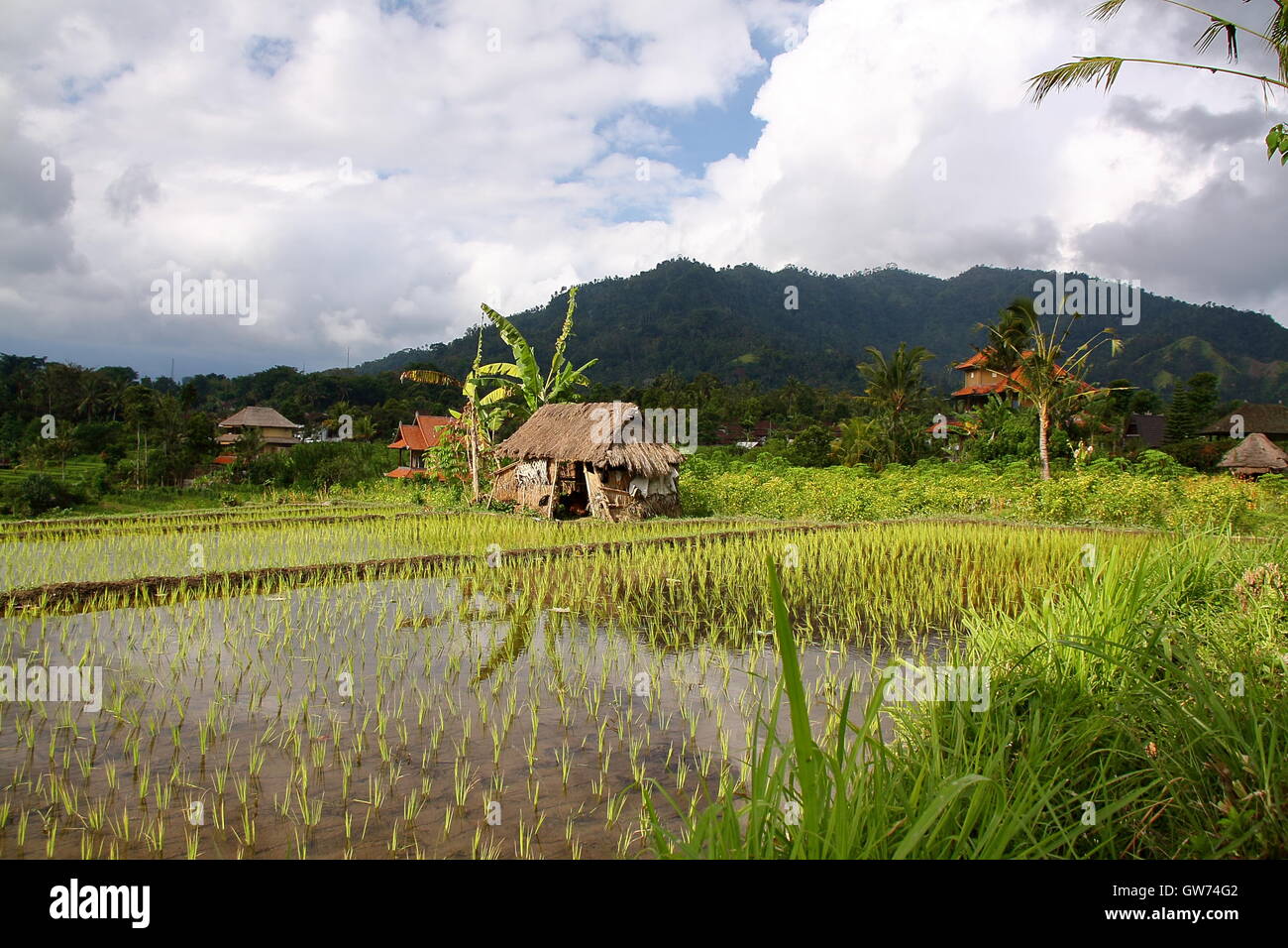 Rice fiels in Sidemen, Bali, Indonesia Stock Photo - Alamy