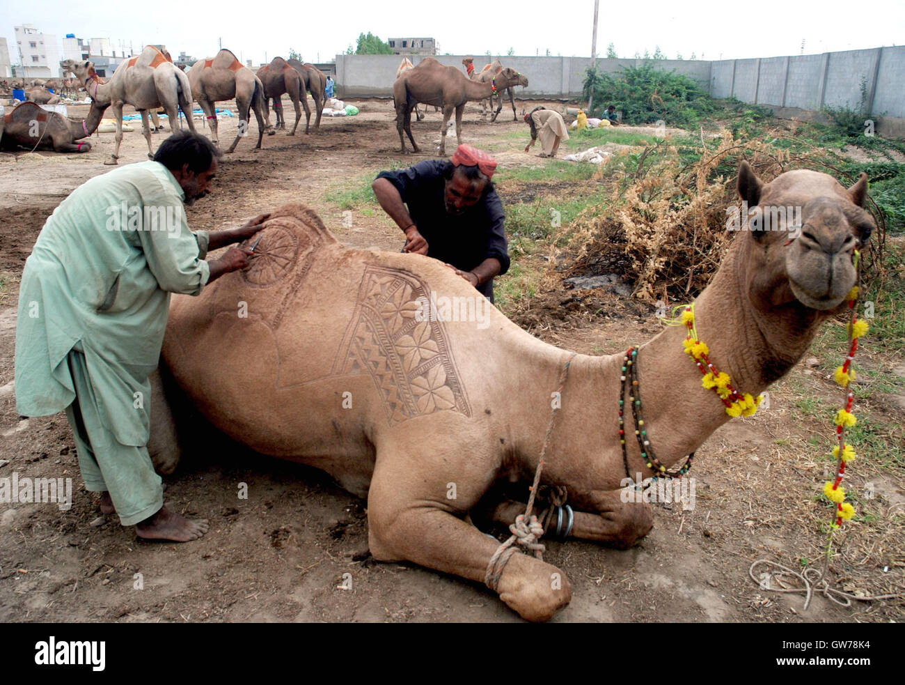 Karachi, Pakistan. 12th Sep, 2016. Vendors decorate their camel to ...