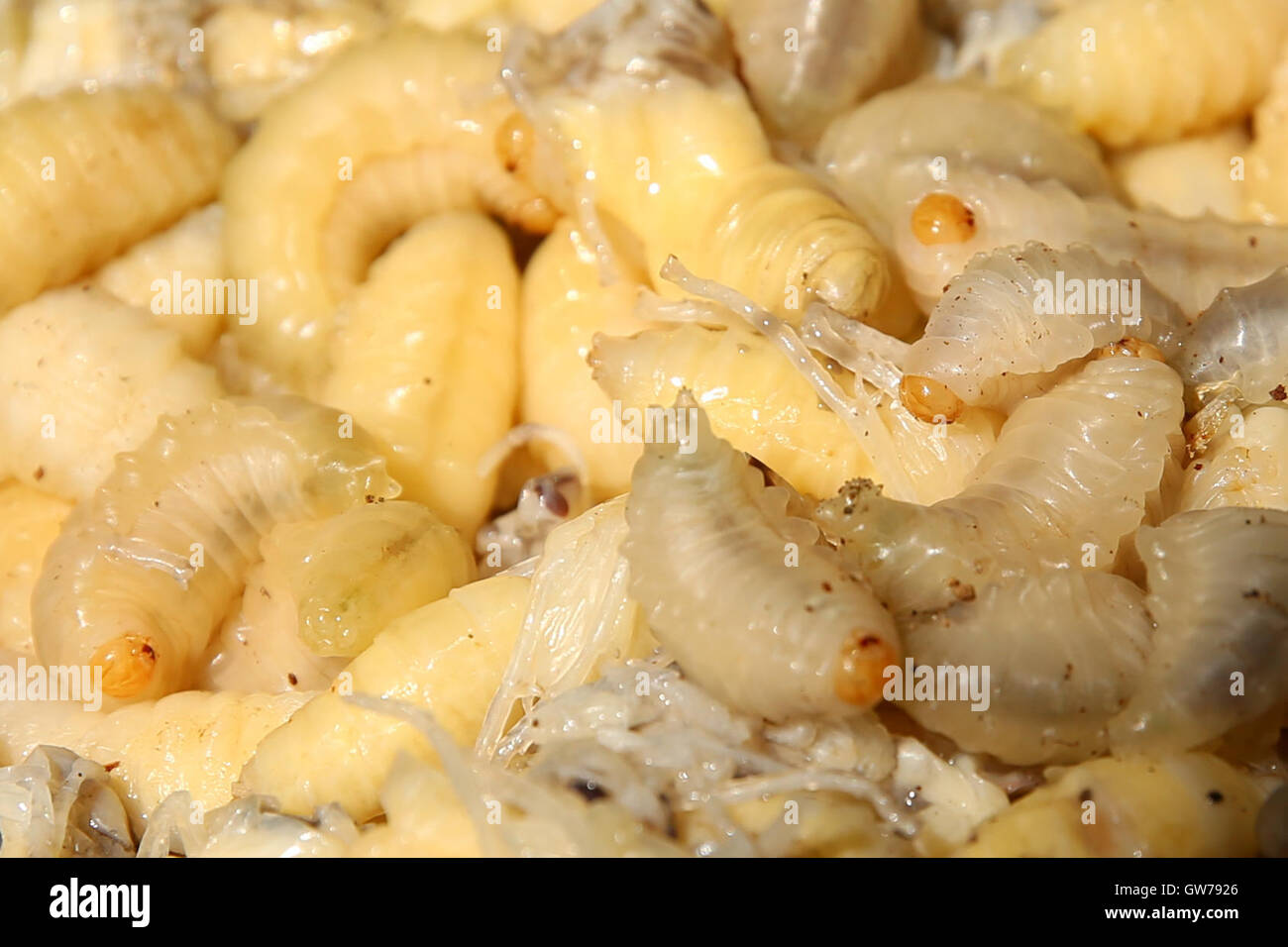 Fried pupa hi-res stock photography and images - Alamy