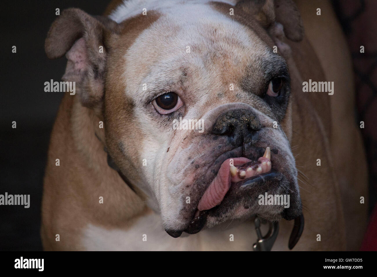 New York, New York, USA. 11th Sep, 2016. Bulldog, photo by John M ...