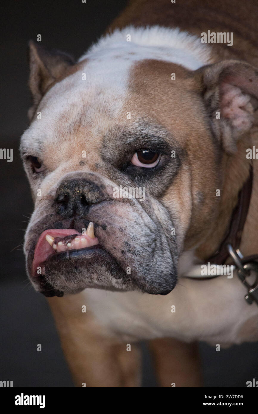 New York, New York, USA. 11th Sep, 2016. Bulldog, photo by John M ...