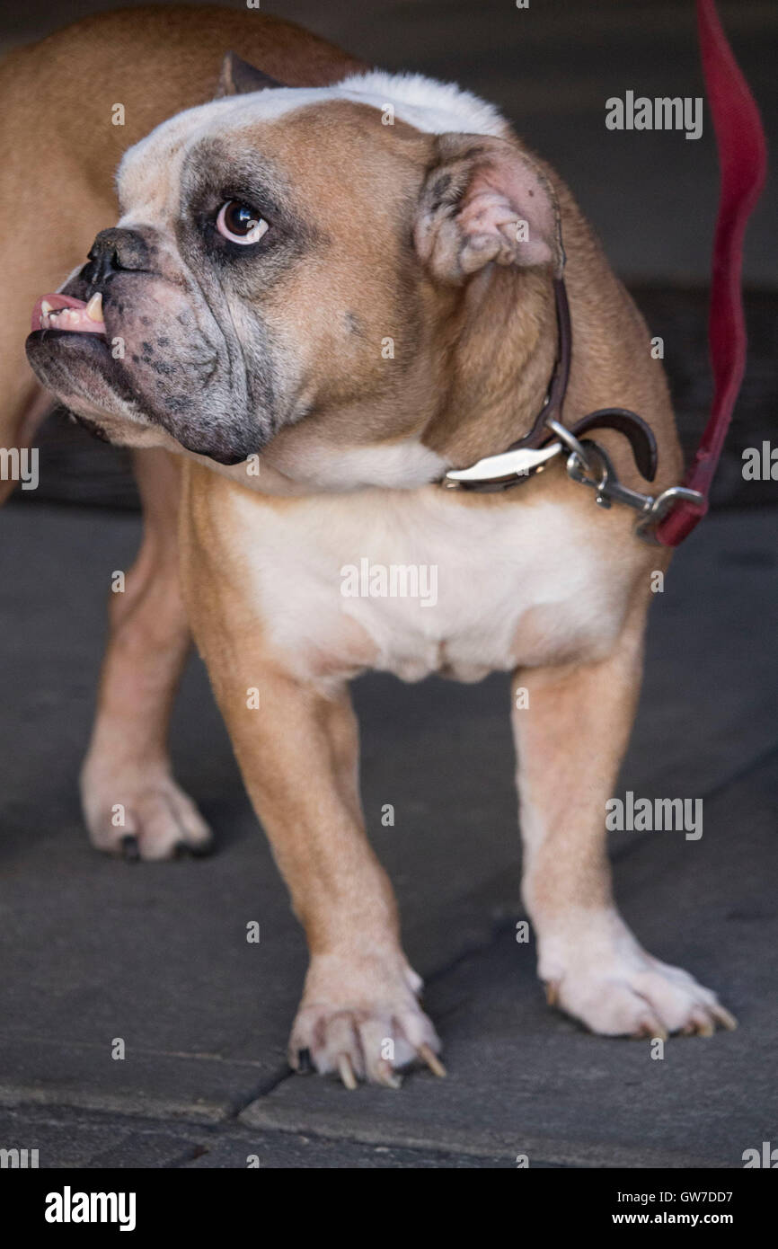 New York, New York, USA. 11th Sep, 2016. Bulldog, photo by John M ...