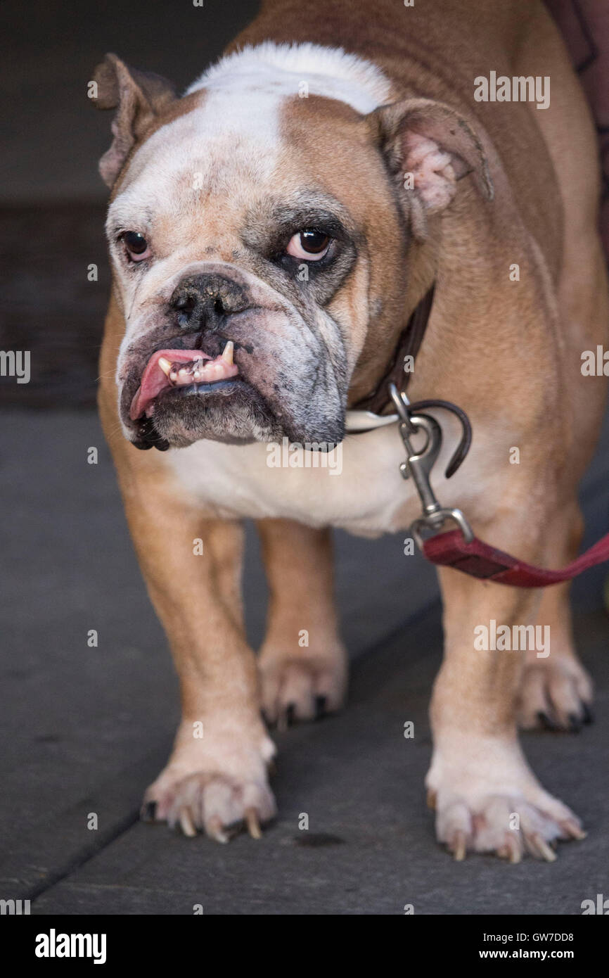 New York, New York, USA. 11th Sep, 2016. Bulldog, photo by John M ...