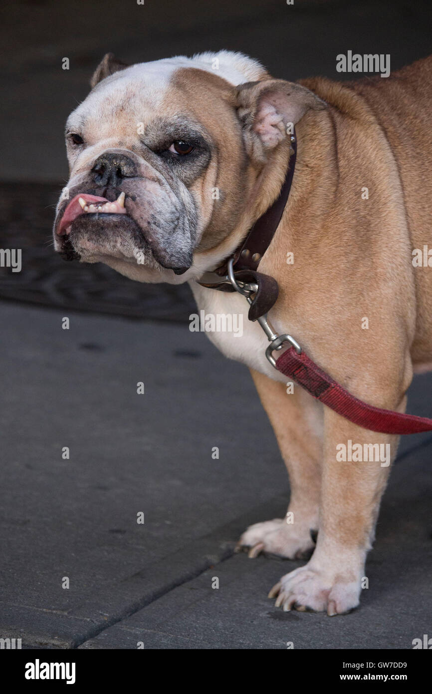 New York, New York, USA. 11th Sep, 2016. Bulldog, photo by John M ...