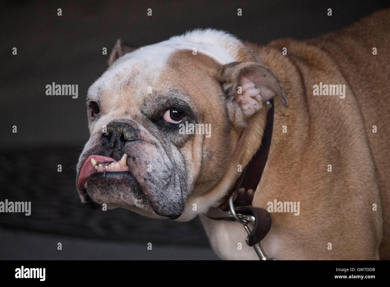 New York, New York, USA. 11th Sep, 2016. Bulldog, photo by John M ...