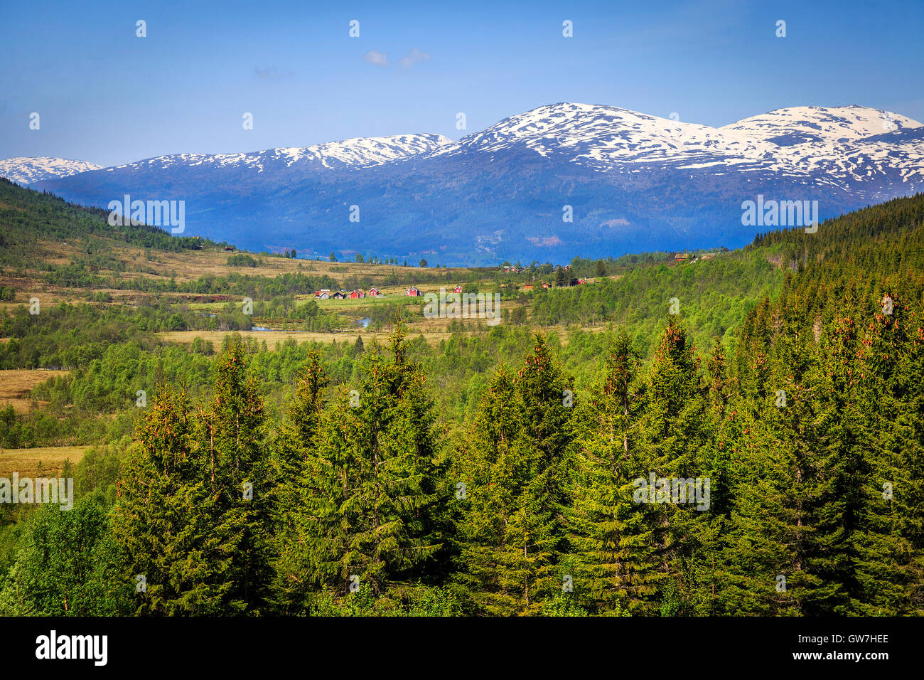 Summer pastures behind Innvik in Norway Stock Photo - Alamy