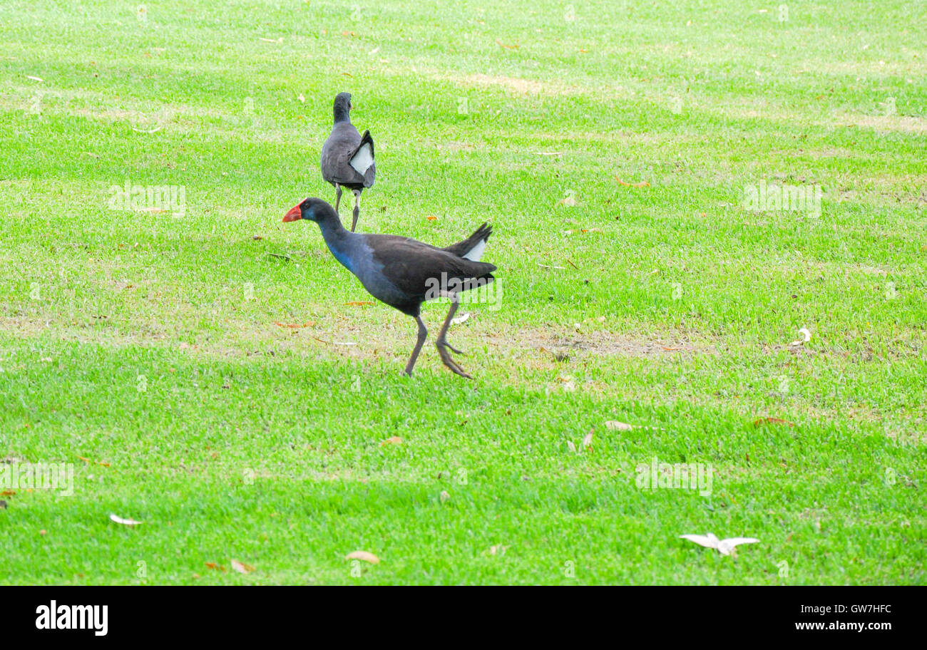 Two colorful Purple Swamp Hens with erect tails walking on green grass ...