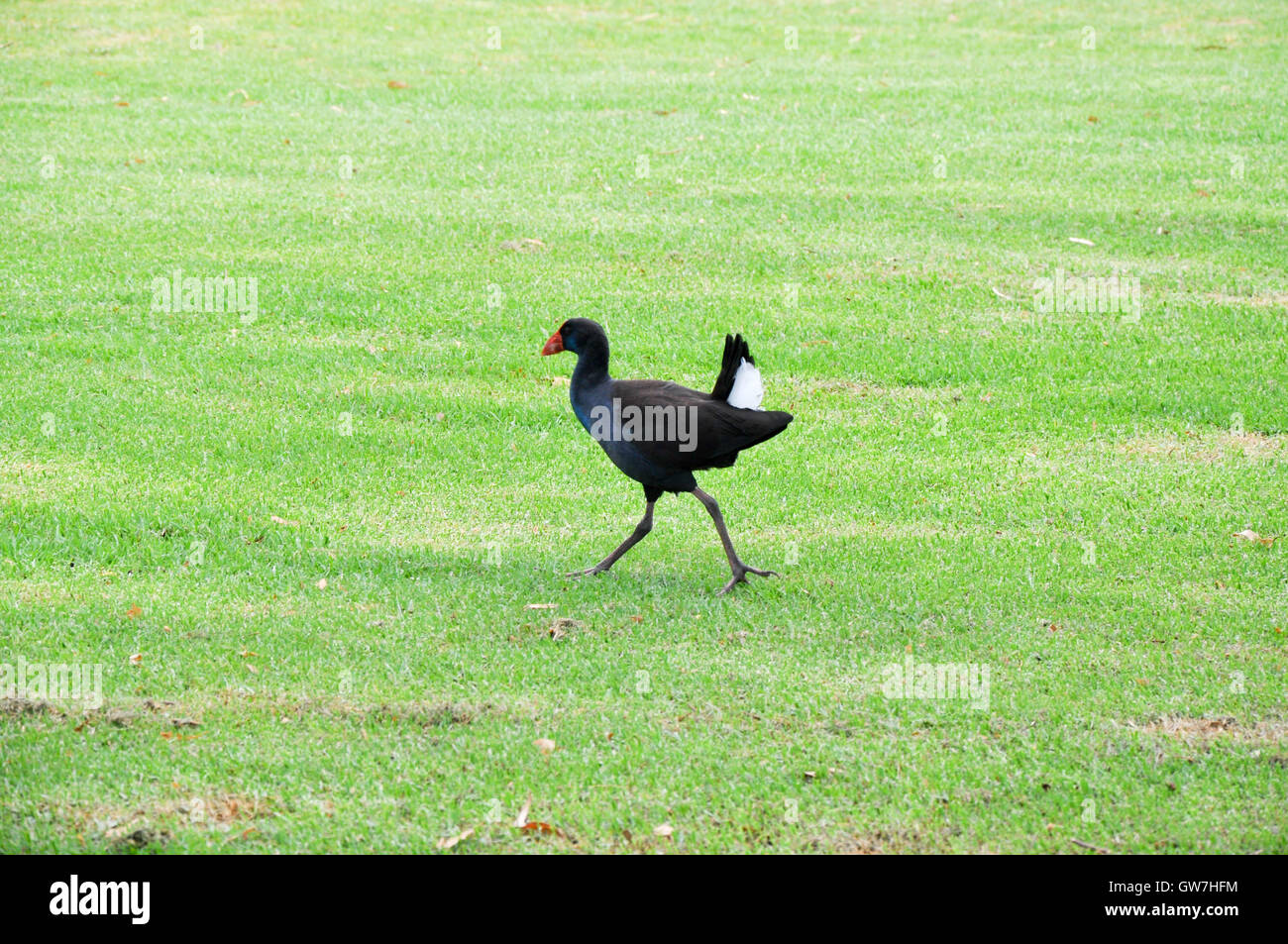 Large colorful Purple Swamp Hen walking on green grass in wetland ...