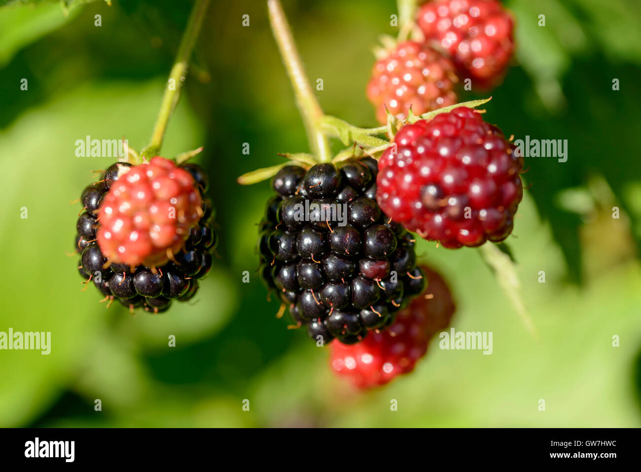 Red and black blackberry fruits hi-res stock photography and images - Alamy