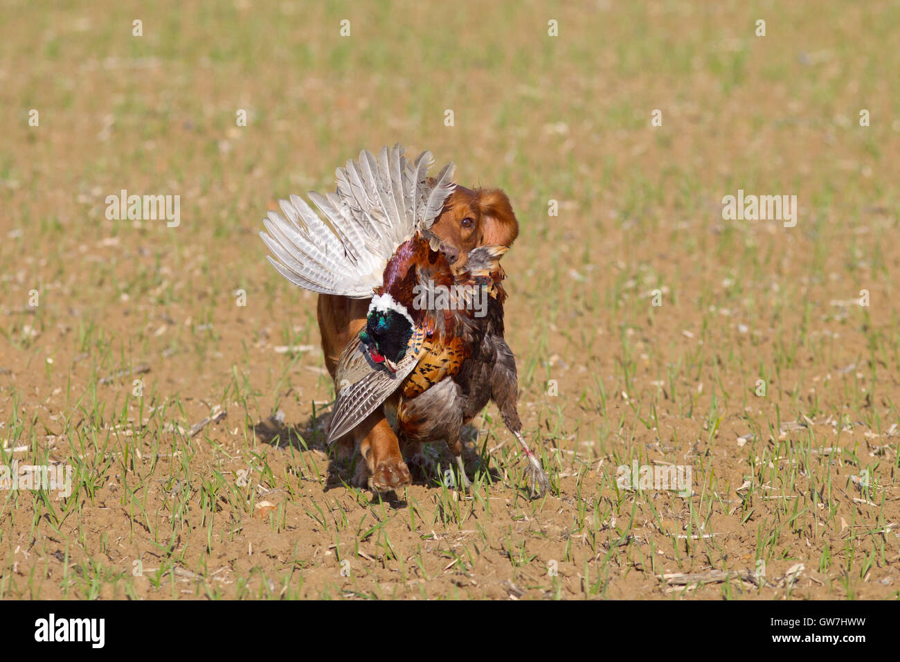 Cocker Spaniel carrying shot pheasant in drilled barley field Stock ...