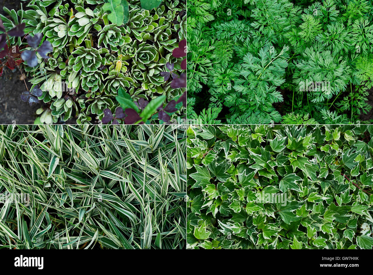 Sedge green grass close-up. Textural background. collage Stock Photo ...
