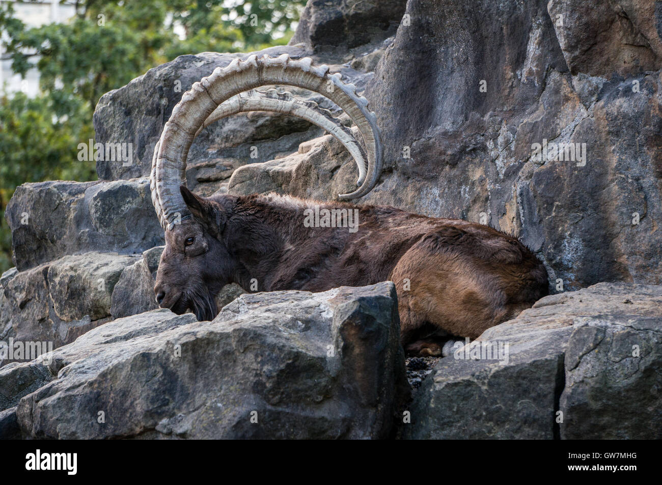 Great old Siberian ibex with big horns Stock Photo - Alamy