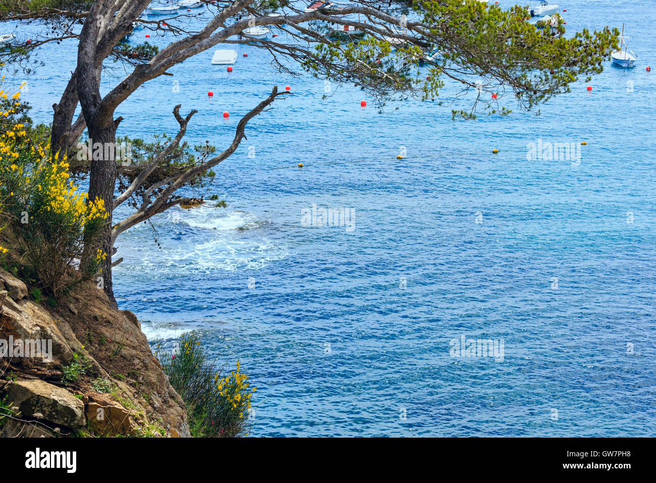 Pine trees on cliff slope above sea Stock Photo - Alamy
