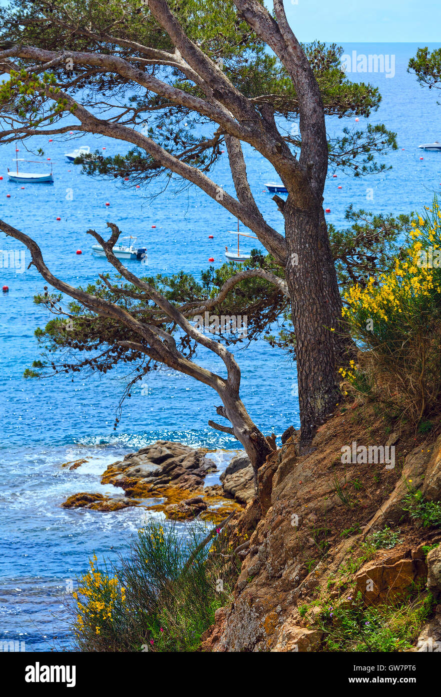 Pine trees on cliff slope above sea Stock Photo - Alamy