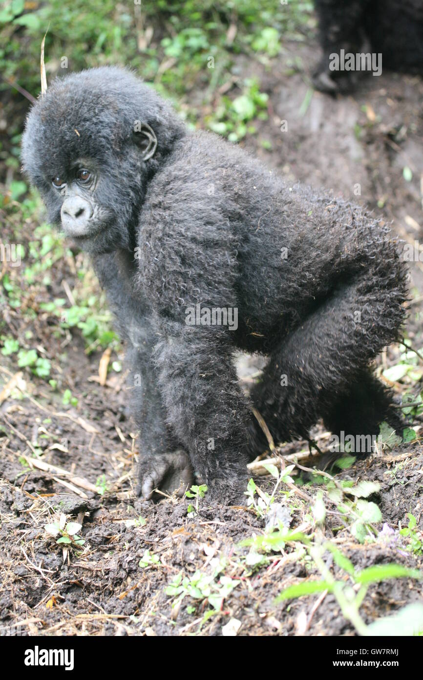Wild Gorilla animal Rwanda Africa tropical Forest Stock Photo - Alamy