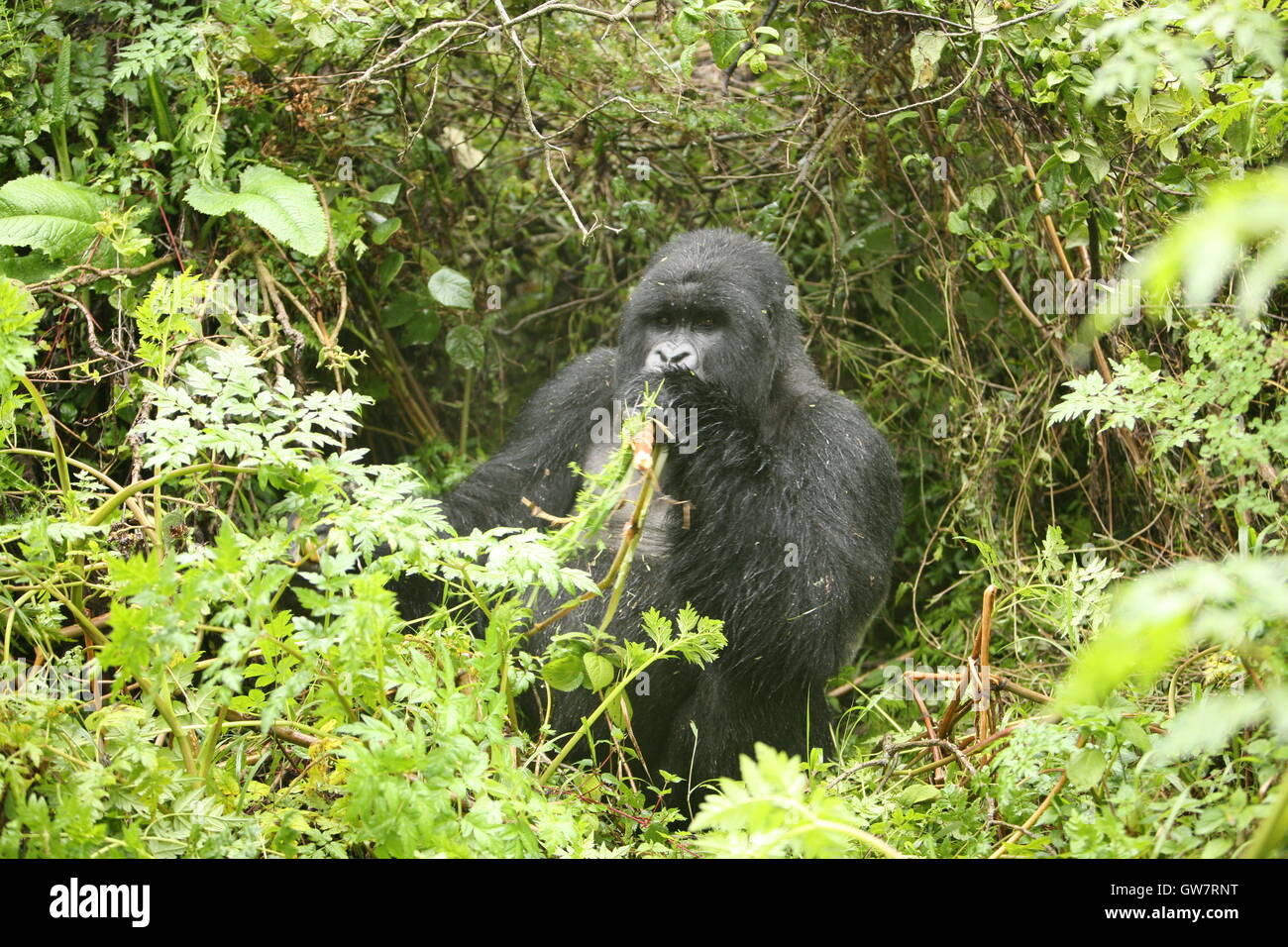 Wild Gorilla animal Rwanda Africa tropical Forest Stock Photo - Alamy