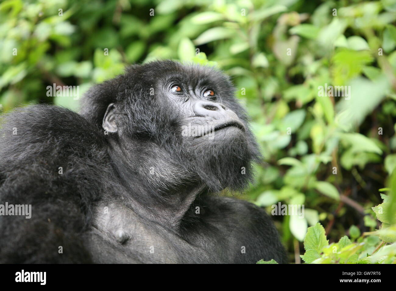Wild Gorilla animal Rwanda Africa tropical Forest Stock Photo - Alamy